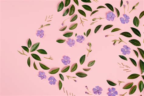 보라색 꽃과 녹색 작은 잎은 별도로 분홍색 배경 위에 표시 어떤 포스트 카드 또는 축 하 카드를 장식 하는 많은 작은 나뭇잎 플랫 레이 평면도 복사 공간 0명에 대한 스톡