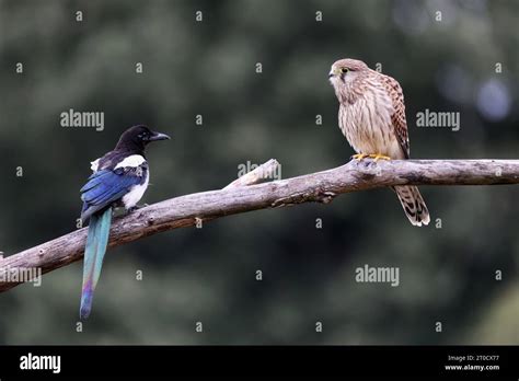 The Magpie And Kestrel Face Off Richmond England Heartracing Images