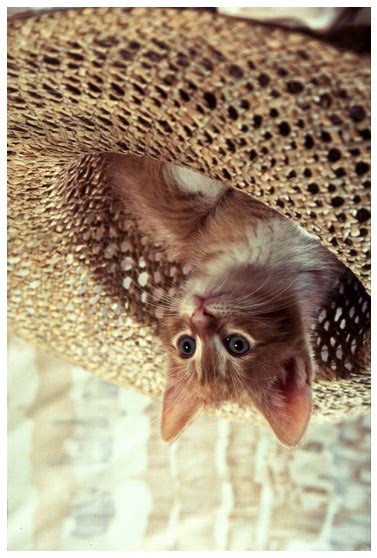 Basic Image Manipulating Using PIL And Opencv Hasans Post