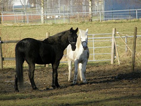 Rappe Und Schimmel 13 Von 57