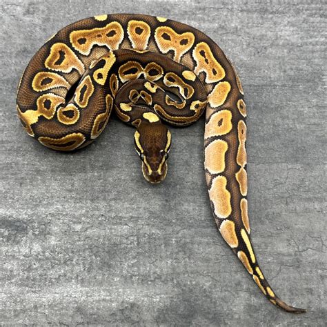 Cinnamon Enchi Special Freeman Ballpython