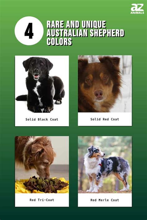 The Different Colors And Coat Types Of Australian Shepherds Fdjy
