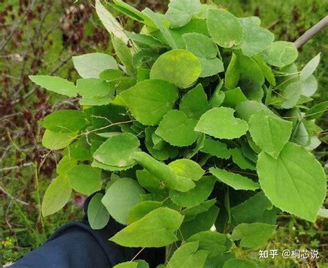 畅销药材淫羊藿，每年亩产值16000元，种植20亩年赚20万！ 知乎