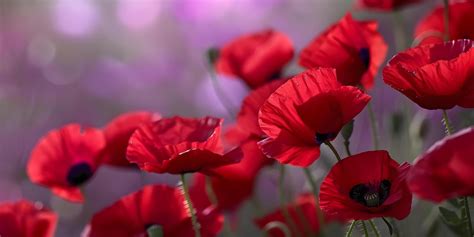 Symbolism Of Red Poppy Flowers On Anzac And Armistice Day Concept