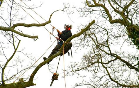Know The Importance Of Tree Surgery Works Importance Of Trees Tree Surgeons Tree