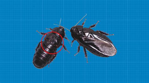 Cockroaches Eat Each Other After Sex And Heres Why Ie