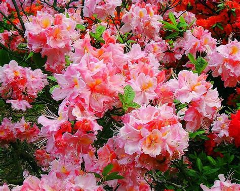 Рододендрон (Азалия) Cecile