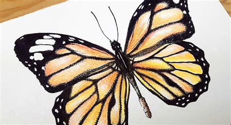 How To Draw A Realistic Butterfly With Colored Pencils