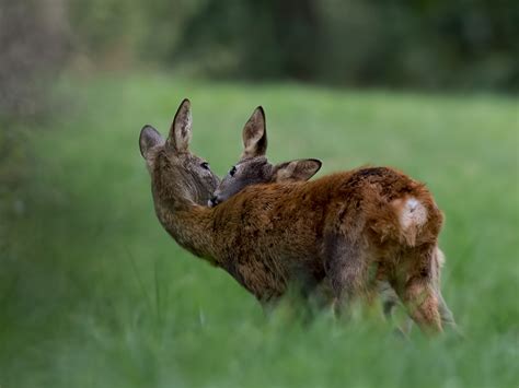 Mutter Und Sohn Forum F R Naturfotografen