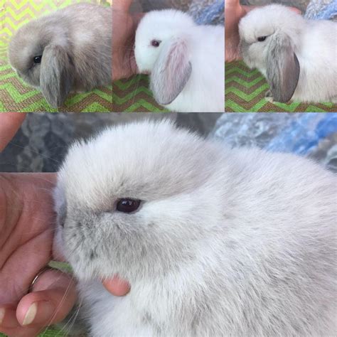 Taylors Bunny Garden Taylors Bunny Garden Rabbitry