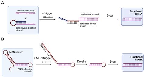 Trigger Dependent Sirna Formation A Activable Sirna Probe The First