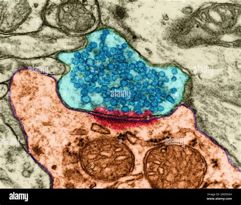 Excitatory Asymmetric Synapse Mammal Central Nervous System