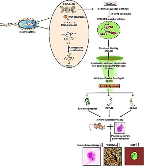 Working Model For Discovery And Translational Application Of Trep 18