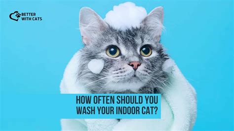 How Often Should You Wash Your Indoor Cat