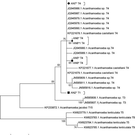 The Phylogenetic Tree Of Identified Acanthamoeba Genotypes According To Download Scientific