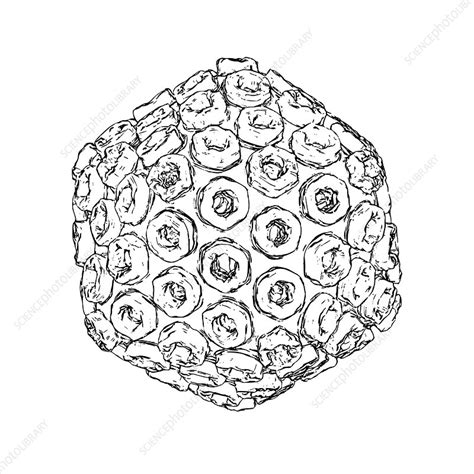 Rift Valley Fever Virus Particle Stock Image C027 0325 Science Photo Library