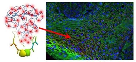 Duolink® Proximity Ligation Assay