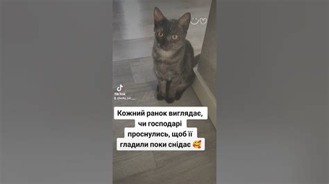 Мила кішка Відео з життя кішки Чемна і гарна кицька Youtube