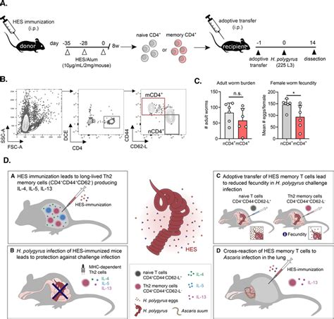 HESinduced Memory T Cells Show Protective Properties Against A Download Scientific Diagram