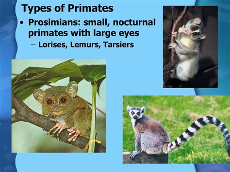 Mammals Ppt Download