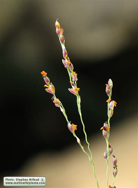 Panicum Repens Torpedo Grass The Online Flora