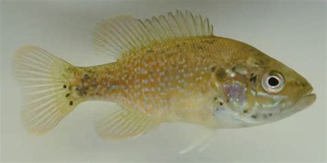 Green Sunfish Facts Diet Habitat And Pictures On Animaliabio