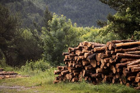 Guide To Cls And Scant Timber For Construction Projects Blog George