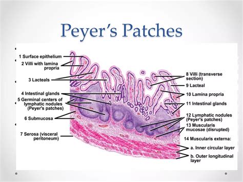 Histology Of Gastrointestinal Tract Pptx