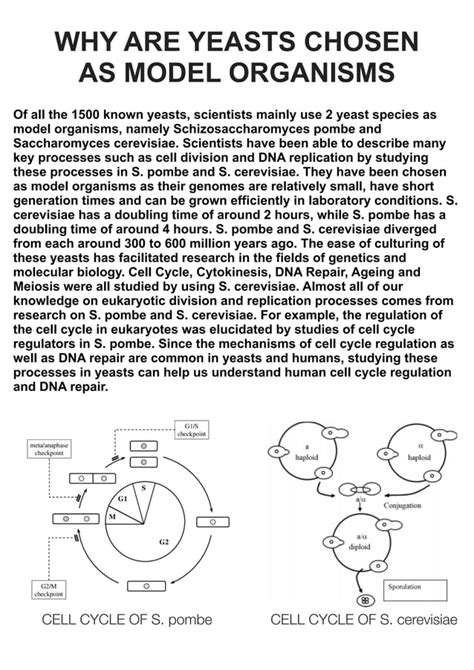 Introtoyeastgenomebioinformaticspdf