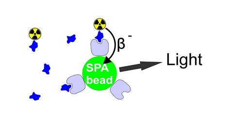Radioligand Binding Assay Services Ford Bioscience