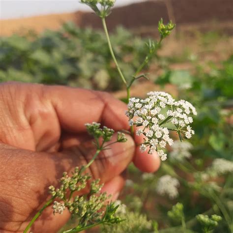 ajwain trachyspermum ammi plant lalit enterprise