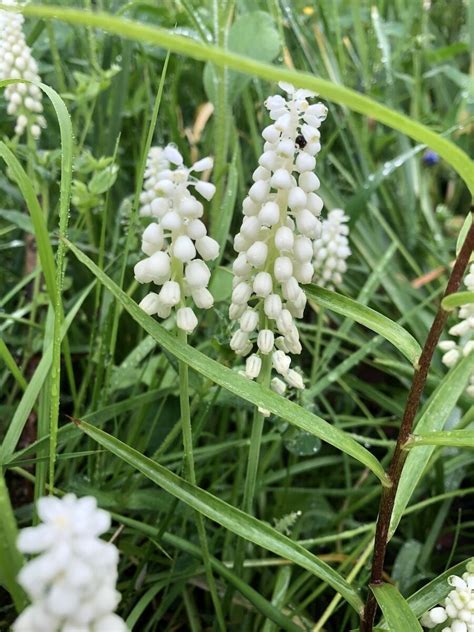 Мускари гроздевидный Альбум (Muscari botryoides Album) – луковицы ...