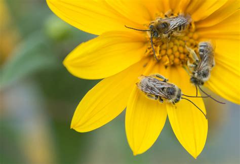 How Pollinator Habitat Enhances Biodiversity On Your Land All Native