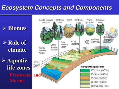 Ecosystems Components Energy Flow And Matter Cycling Ppt Download