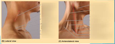 Surface Anatomy Of Neck Diagram Quizlet