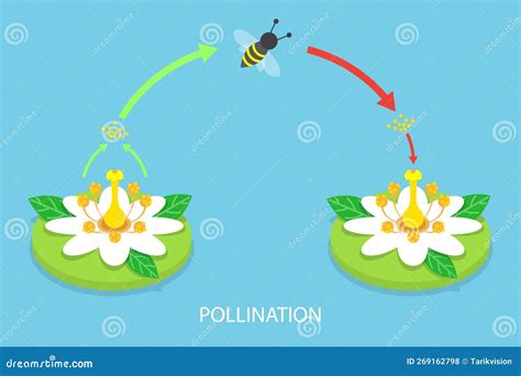 3d Isometric Flat Vector Conceptual Illustration Of Pollination Process