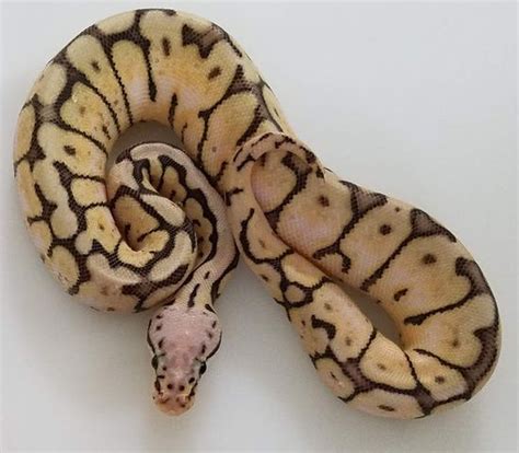 Killer Bee 50 Het Clown Ball Python Ball Python Ball Python Morphs