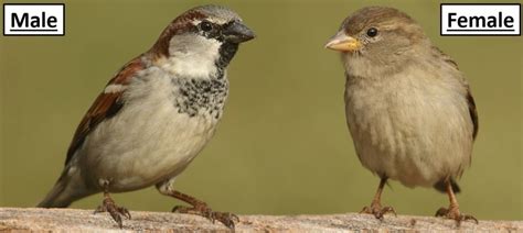 12 Brown Birds Common In California 2026 Bird Watching Hq