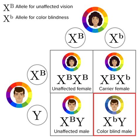 Mendelian Inheritance Read Biology Ck 12 Foundation