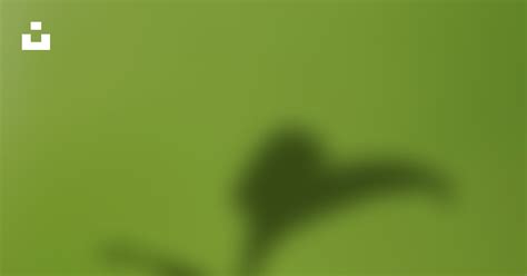 녹색 배경에 식물의 그림자 사진 Unsplash의 무료 녹색 이미지