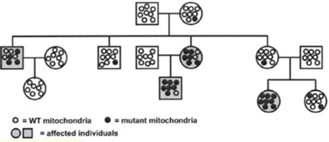 Mitochondrial Inheritance And Disorders Flashcards Quizlet