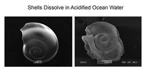 Fun Science Frieday Ocean Acidification More Than Just Ph Southern