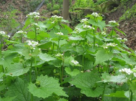Garlic Mustard Identification And Control King County Washington