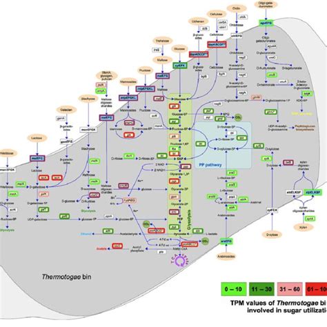 Metabolic Reconstruction Of Sugar Utilization Pathways In The