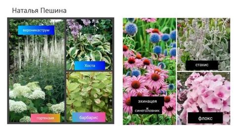 Онлайн-курс для начинающих "Маленькие цветники"