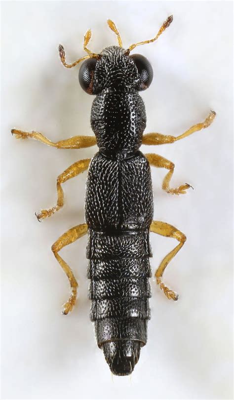 Stenus Stenus Picture Insect