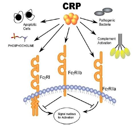14 Crp Ligands The Prototypical Ligand Of Crp Is Pc Which Is Present Download Scientific