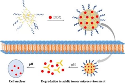 Shaanxi Researchers Revolutionize Cancer Treatment With Hyperbranched Polymer Sustainable