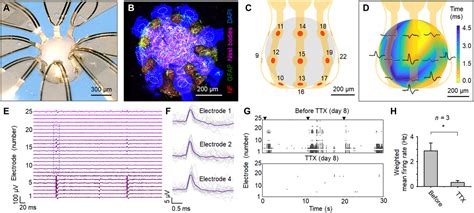 Three Dimensional Multifunctional Neural Interfaces For Cortical Spheroids And Engineered