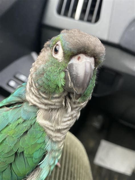 Cute Biter Rconures
